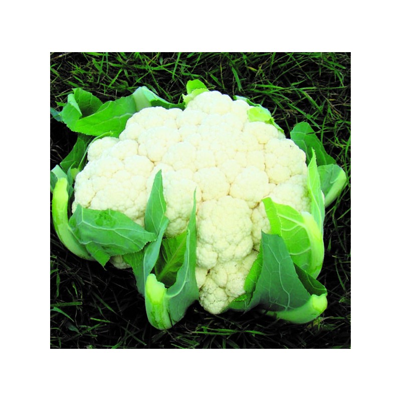 Seminte Conopida AVISO F1 Clause, 1.000 seminte