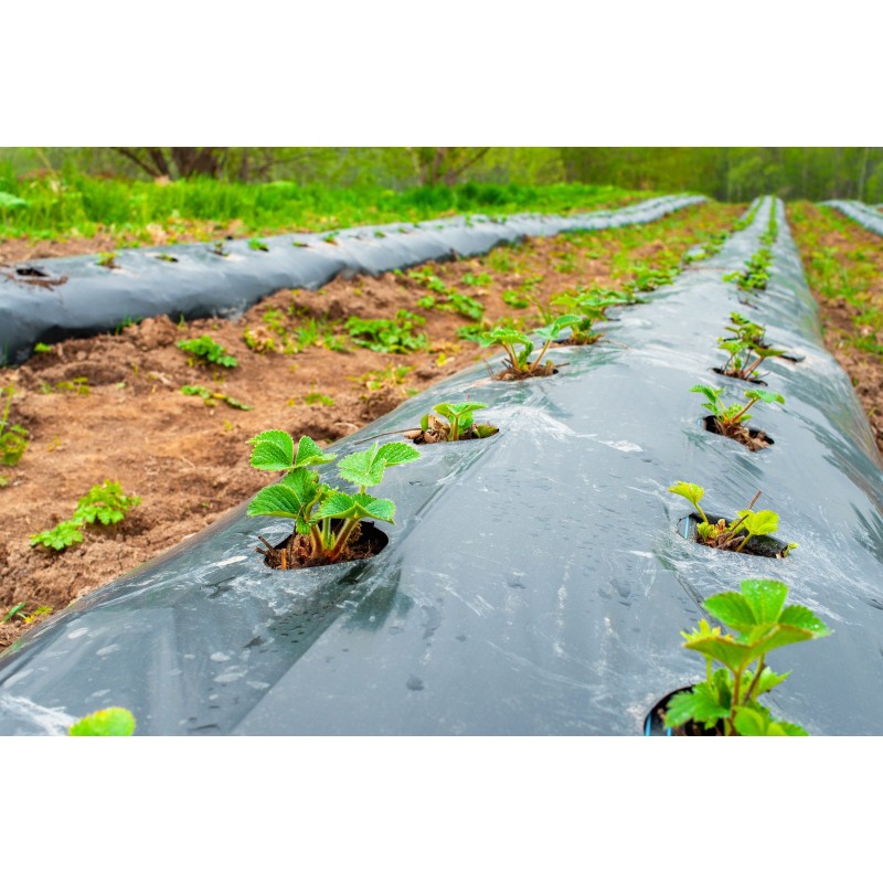 Folie MULCIRE Neagra Perforata, 30 microni - 1,4 x 20 m