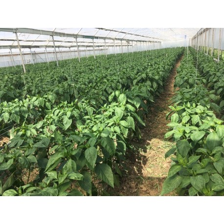 Seminte Ardei lung Kapia NAPOCA F1 Hektar - 50 seminte