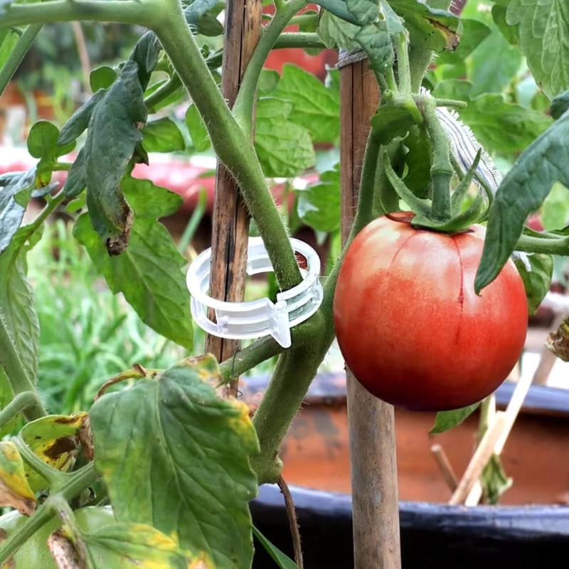 Clipsuri palisare rosii si alte legume 23 mm - punga 100 buc