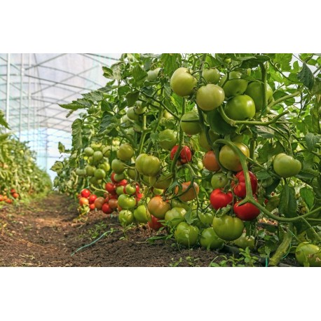 Seminte Tomate OLTENA F1 Hektar - 500 seminte