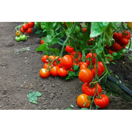 Seminte Tomate OLTENA F1 Hektar - 500 seminte