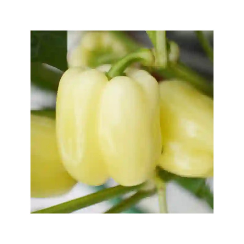 Seminte Ardei ROMULUS F1, Hektar – 500 seminte | Hibrid romanesc