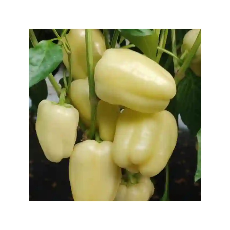 Seminte Ardei ROMULUS F1, Hektar – 500 seminte | Hibrid romanesc