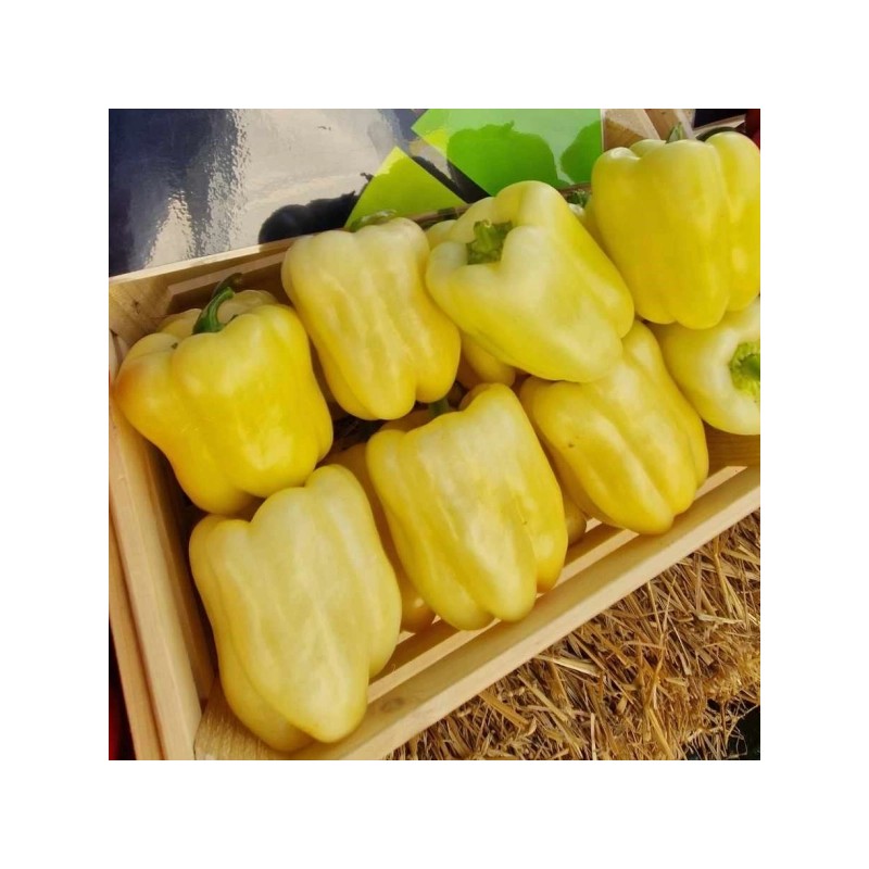 Seminte Ardei ROMULUS F1, Hektar – 500 seminte | Hibrid romanesc