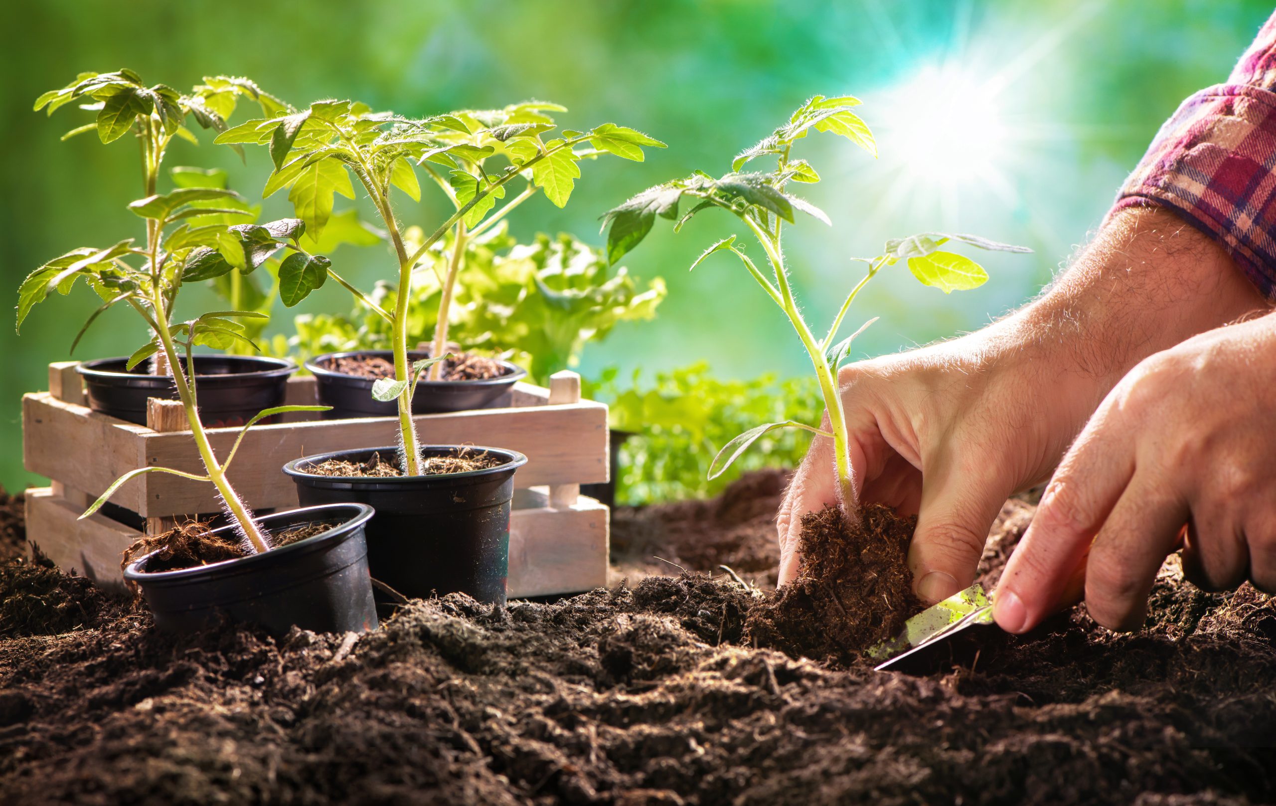 Pe 14 noiembrie, ”Plantam fapte bune in Romania” - verdon.ro blog