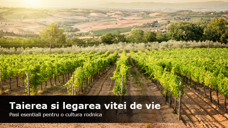 Taierea si legarea vitei de vie, pasi esentiali pentru o cultura ...