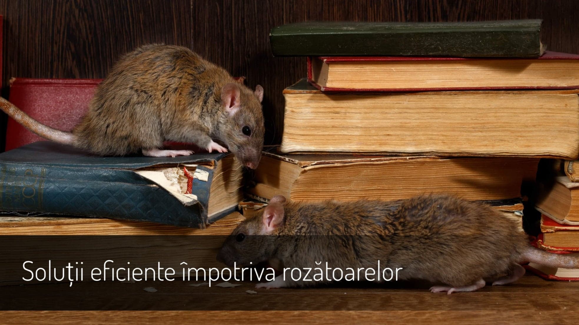 Solutii eficiente impotriva rozatoarelor - verdon.ro blog