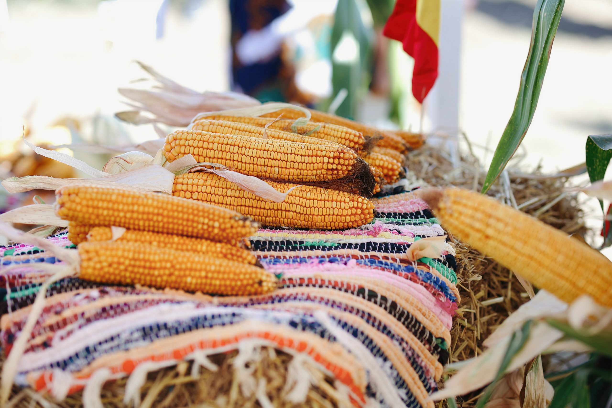 Hibrizii de porumb și floarea soarelui de la Expert Agribusiness ...