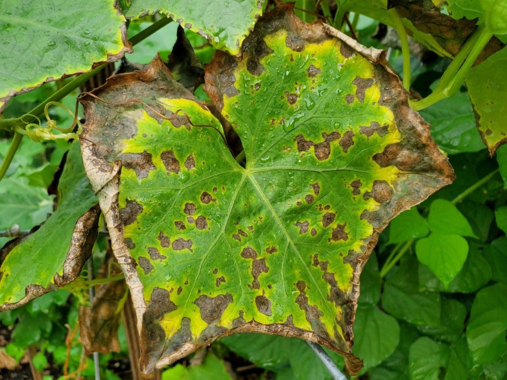 Carența de potasiu la plante – Simptome, cauze și soluții - verdon.ro blog
