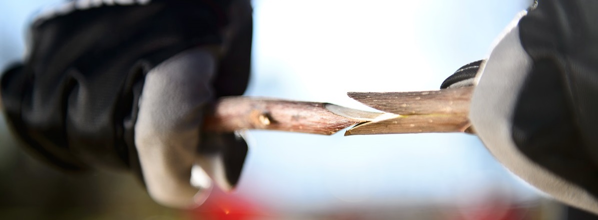 Cutite de altoit, Mastic cicatrizant, Banda de altoit - Verdon