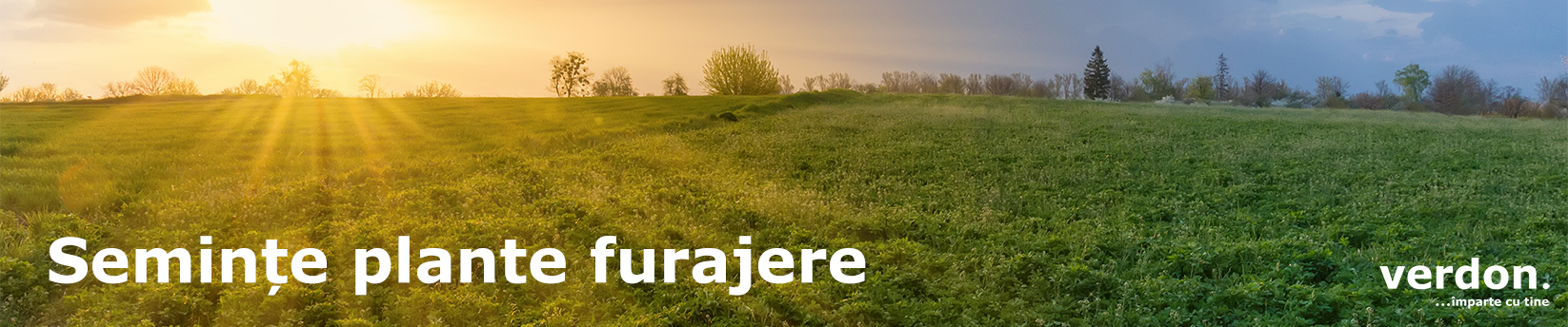 Samanta lucerna, Seminte trifoi alb pitic, Iarba de Sudan si alte ...